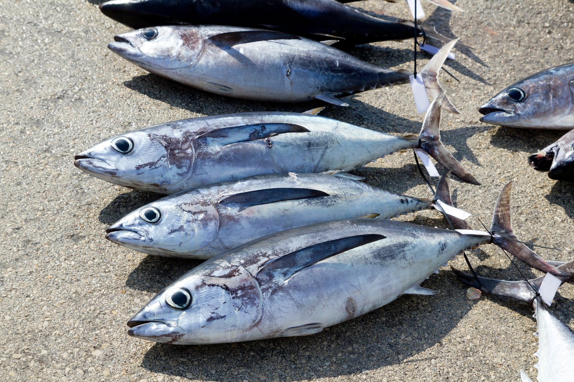 Sustainable Fishing - Shines Seafood - Wild Irish Tuna