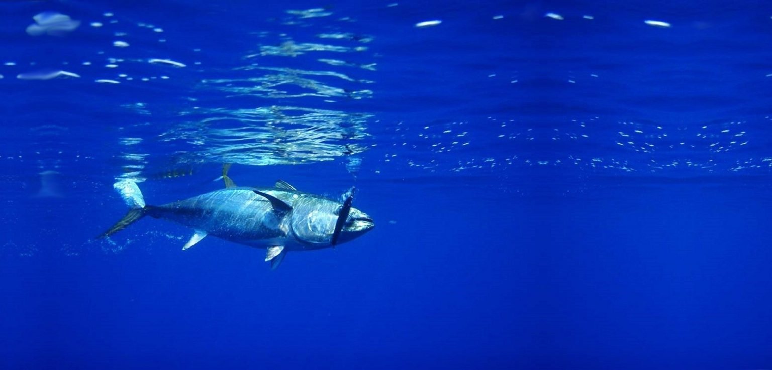 Retailers - Shines Seafood - Wild Irish Tuna and Sardines